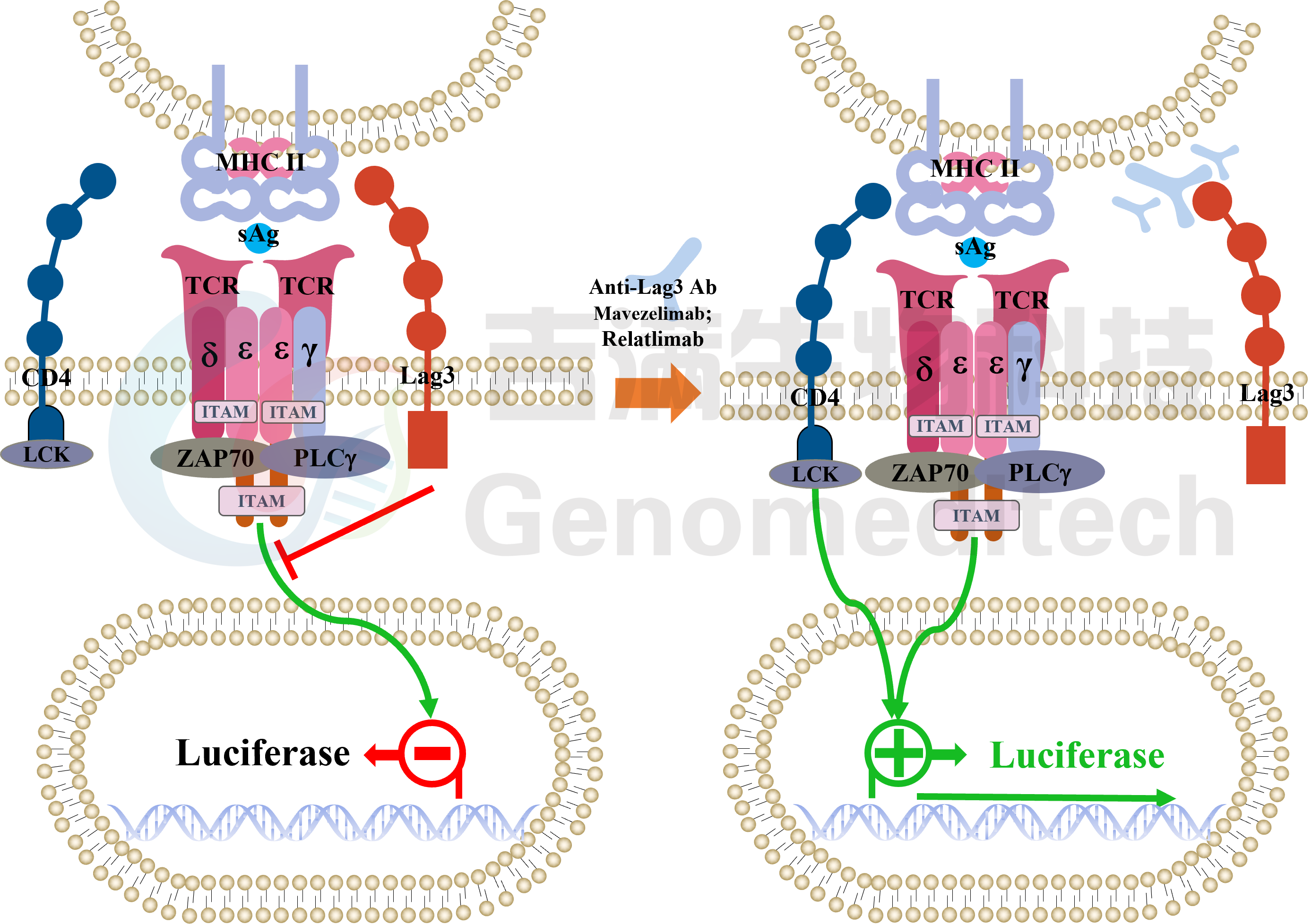 H_LAG3 Reporter Blockade Assay (Raji)