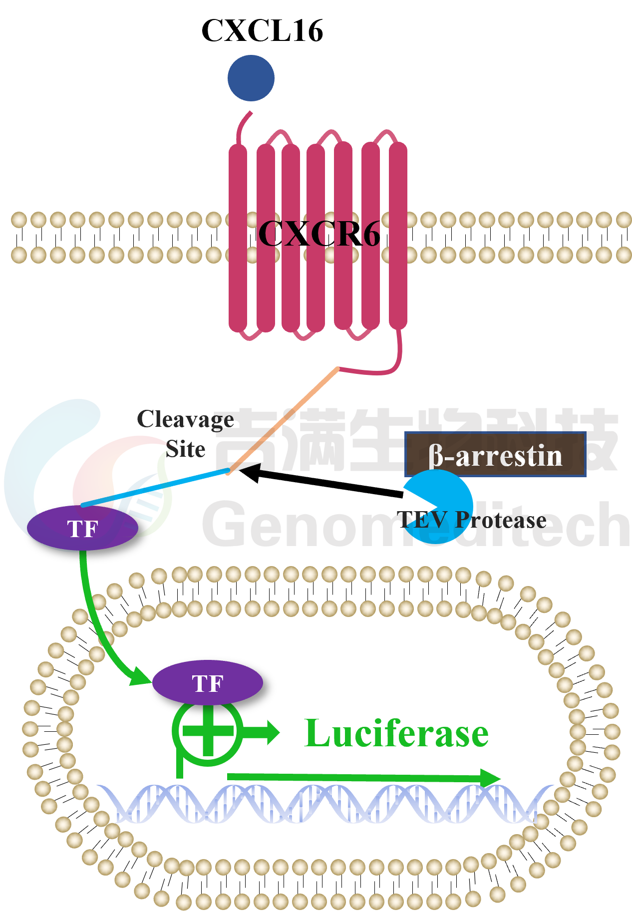 Tango-H_CXCR6 CHO-K1 Cell Line